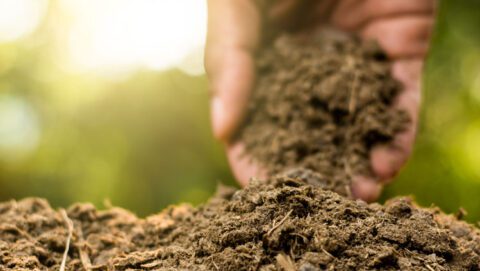 Sustainability articles | Eurofins Sustainability Services